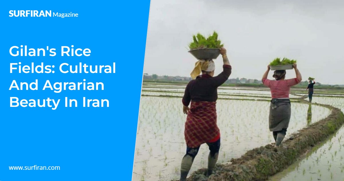 Gilan's Rice Fields: Cultural and Agrarian Beauty in Iran – SURFIRAN