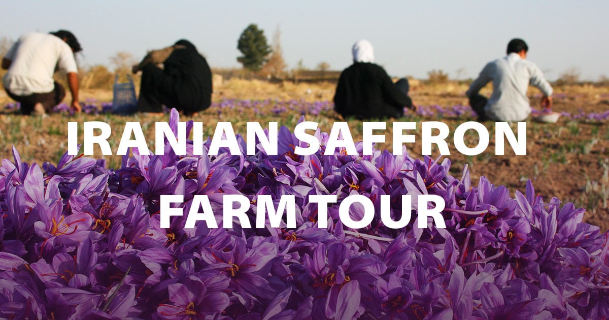 Iranian Saffron Farm Tour - Iran Saffron Tour - SURFIRAN