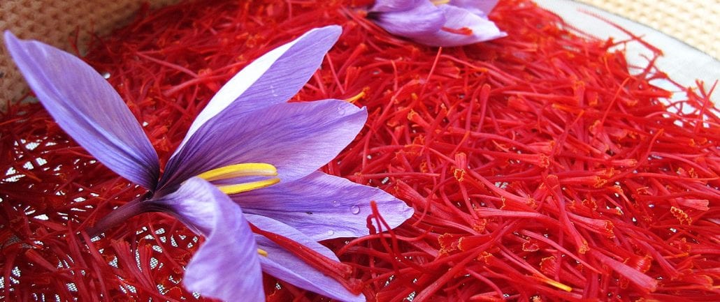 Iranian Saffron Farm Tour - Iran Saffron Tour - SURFIRAN