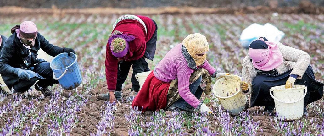 Iranian Saffron Farm Tour - Iran Saffron Tour - SURFIRAN